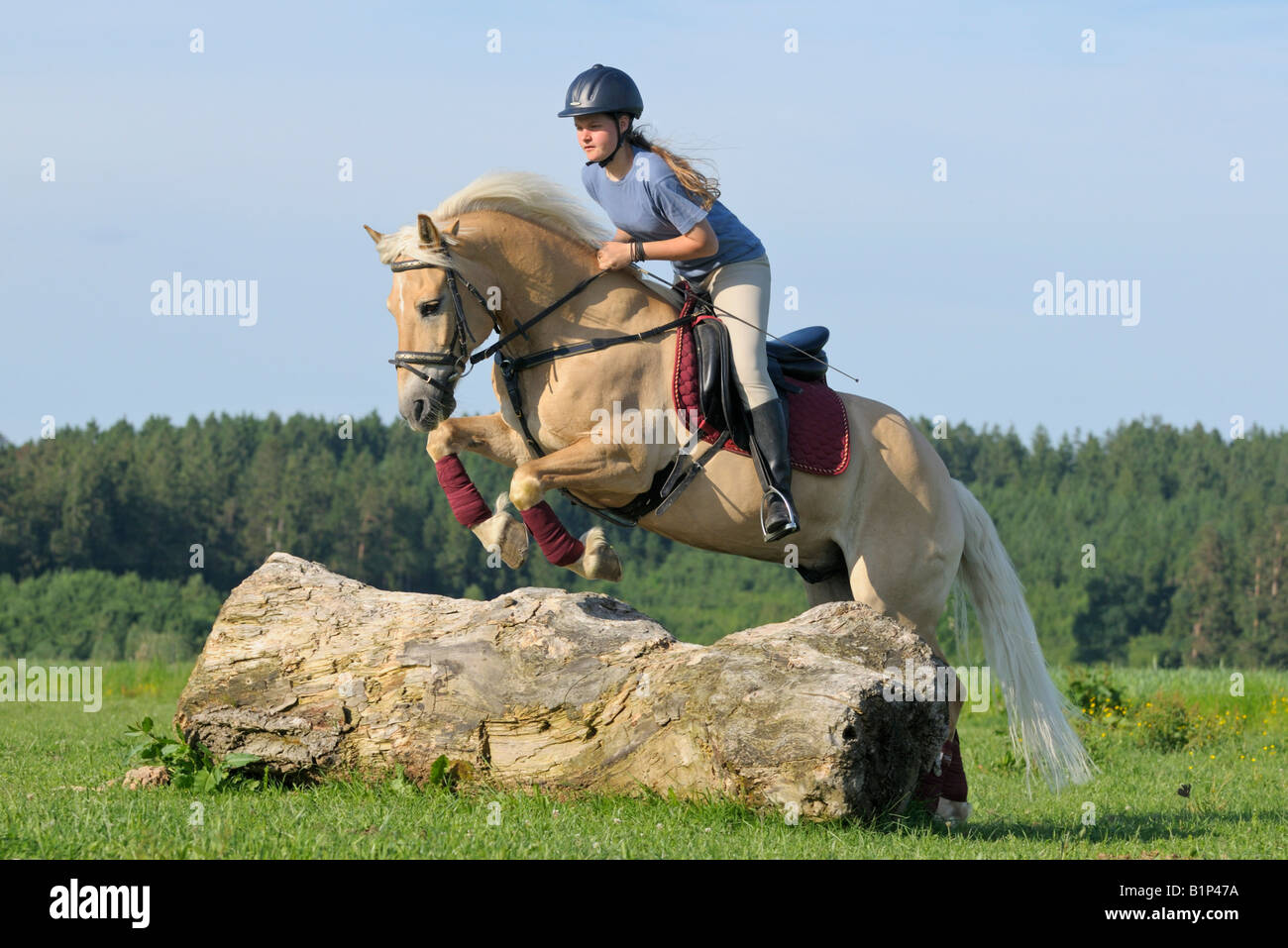 Haflinger jumping hi-res stock photography and images - Alamy