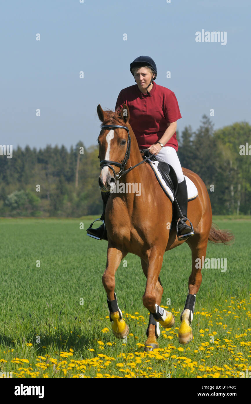 Horse spring gallop hi-res stock photography and images - Alamy
