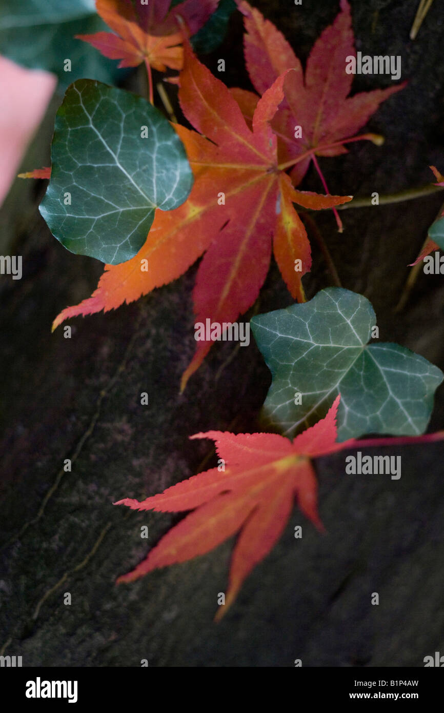 Nature at fall Stock Photo - Alamy