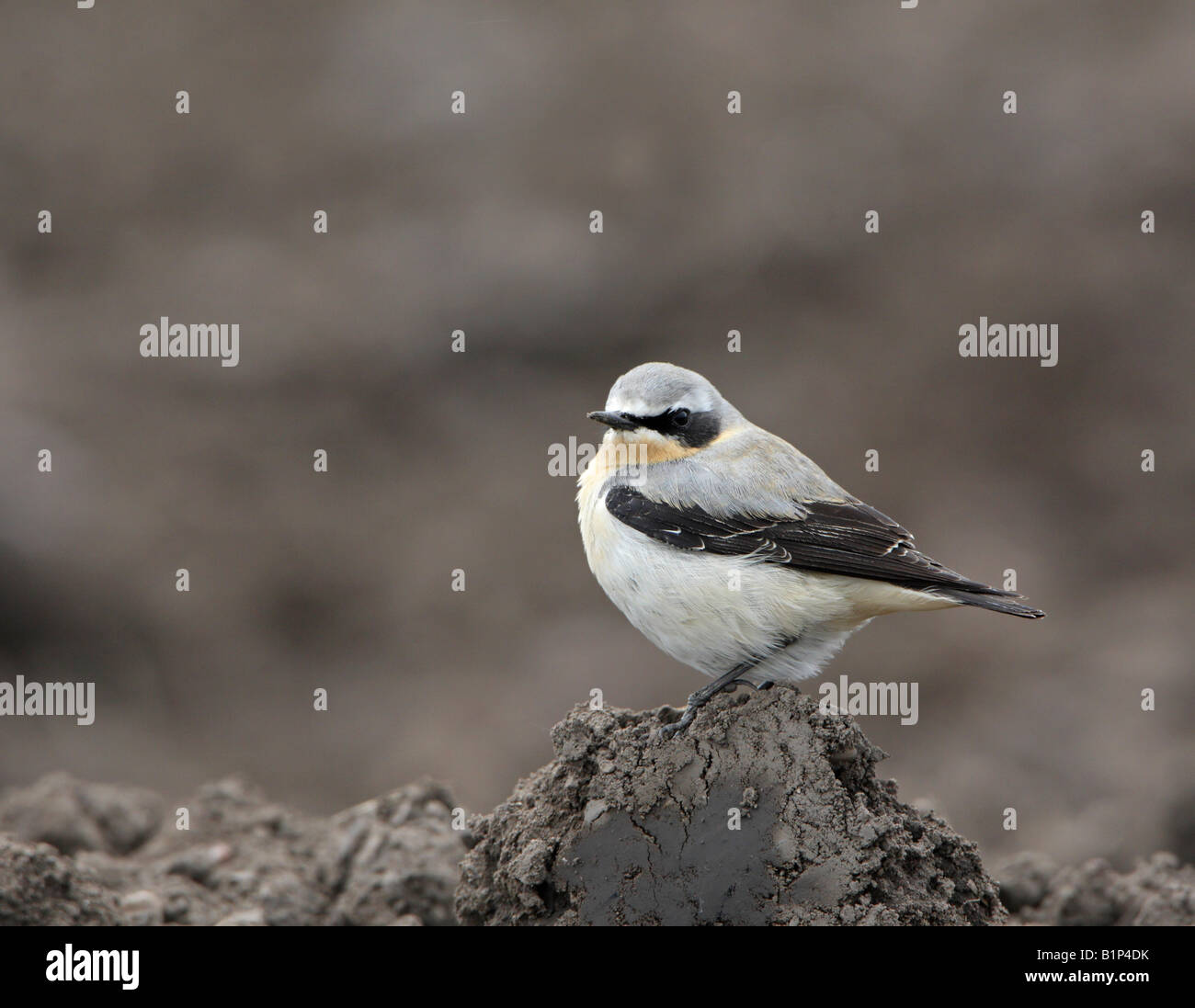 Northern wheatear spring migration hi-res stock photography and images ...
