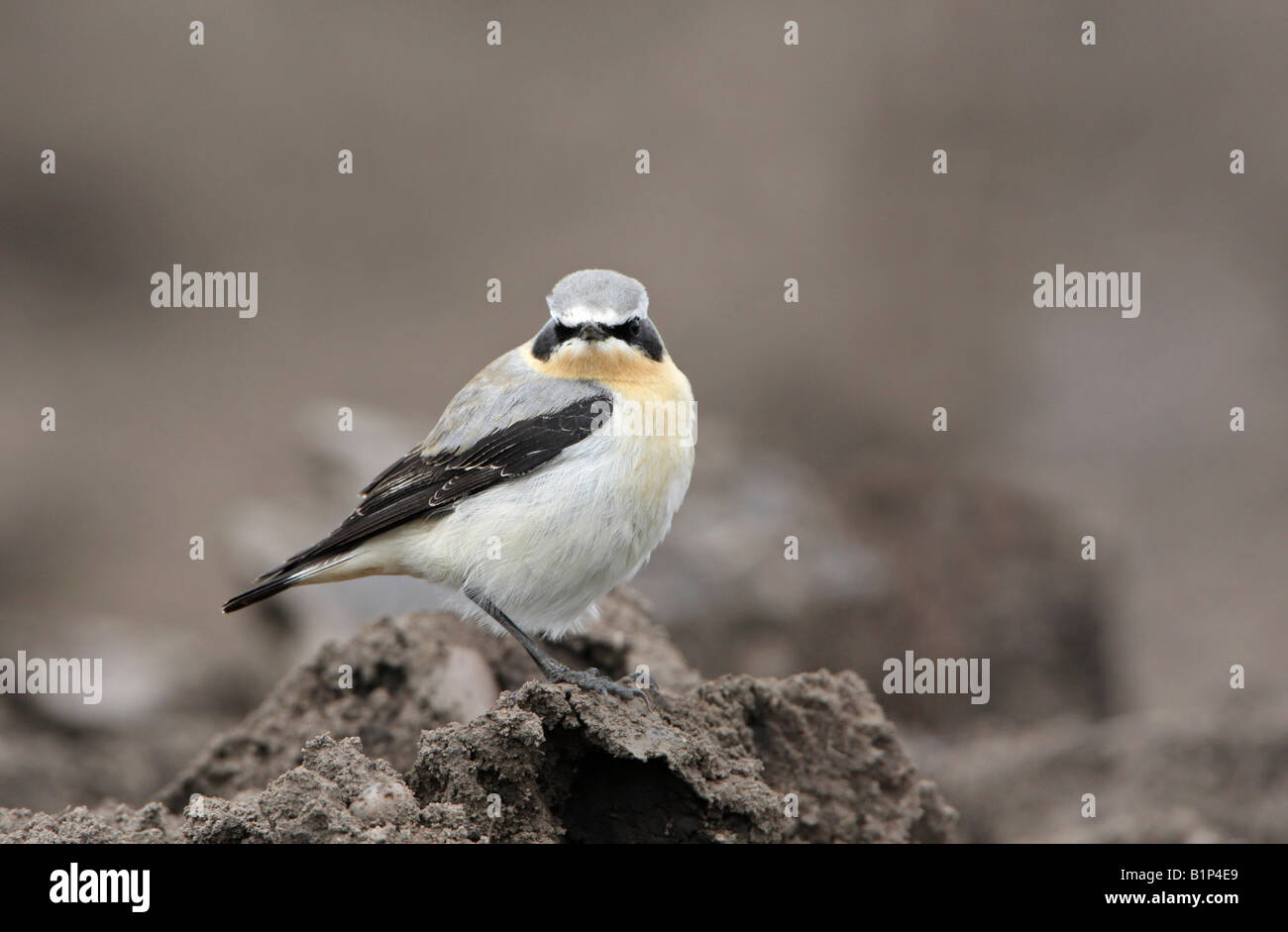 Northern wheatear spring migration hi-res stock photography and images ...