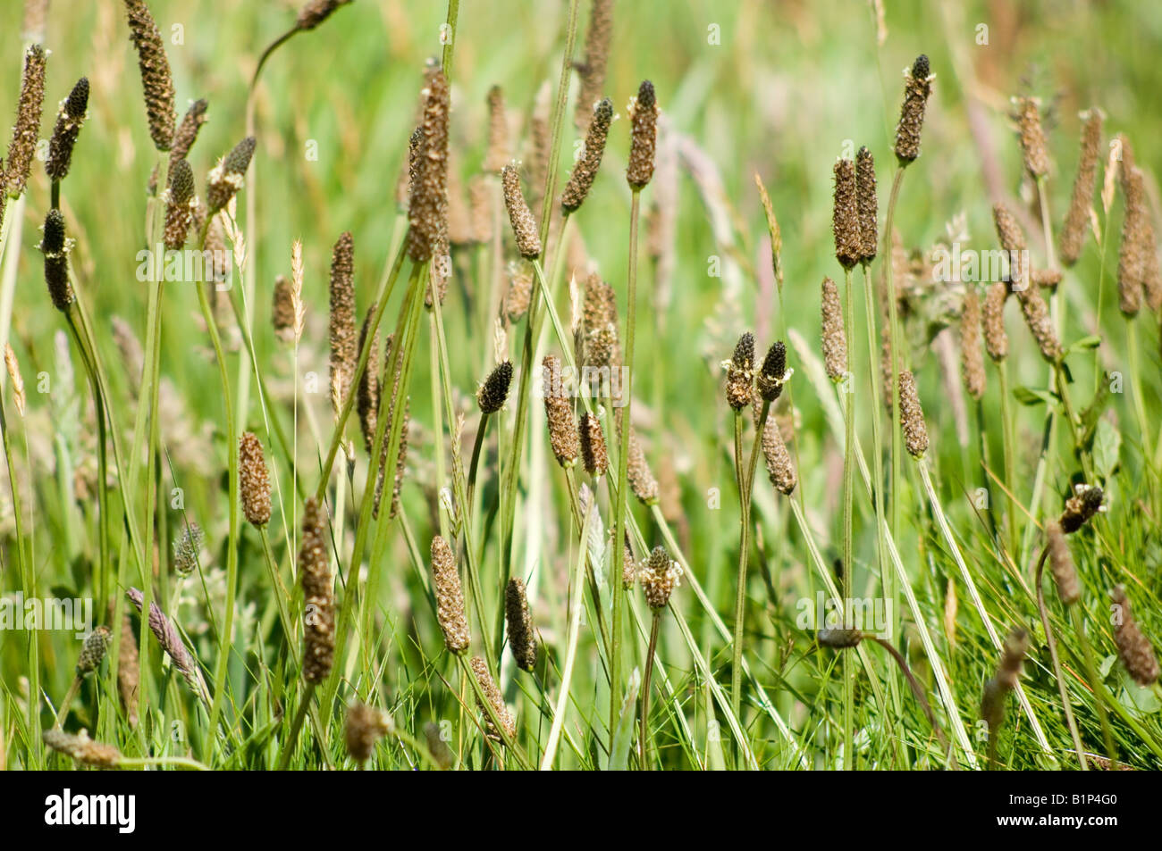 Grasses - John Gollop Stock Photo - Alamy