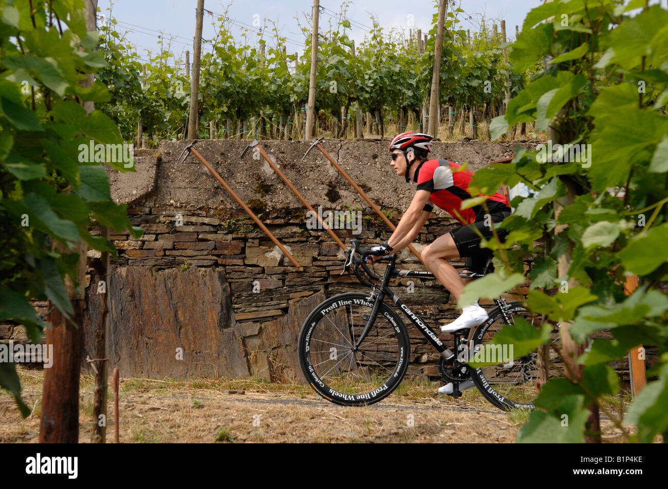 Radfahrer in den Weinbergen rund um Bad Neuenahr Ahrweiler und Eifel ...