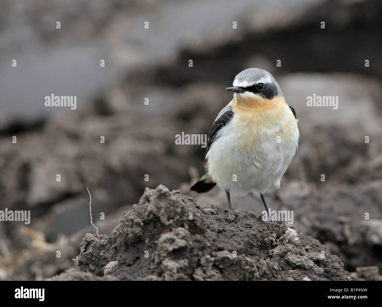 Northern wheatear spring migration hi-res stock photography and images ...