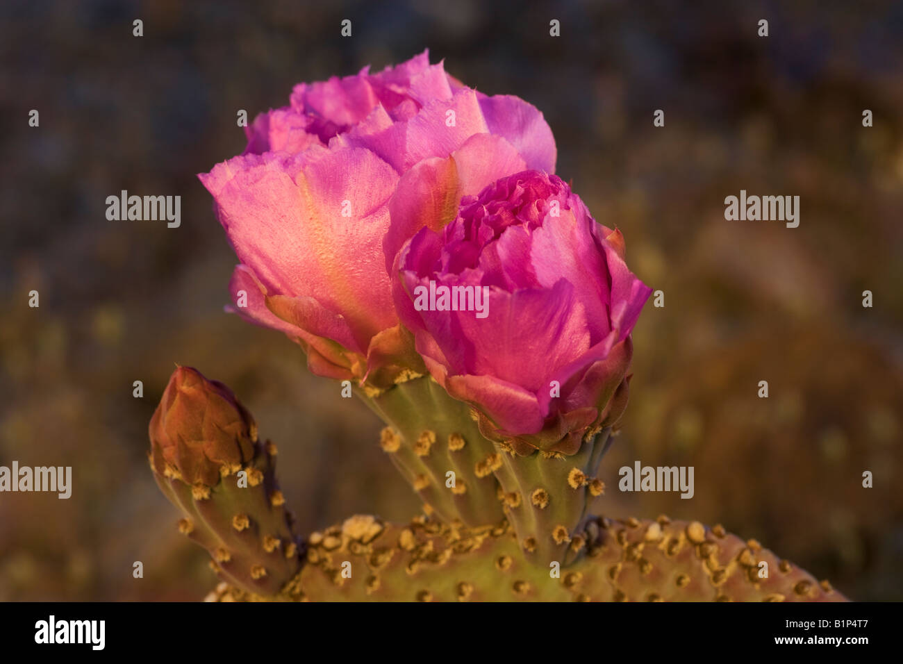 Beavertail cactus coachella hi-res stock photography and images - Alamy