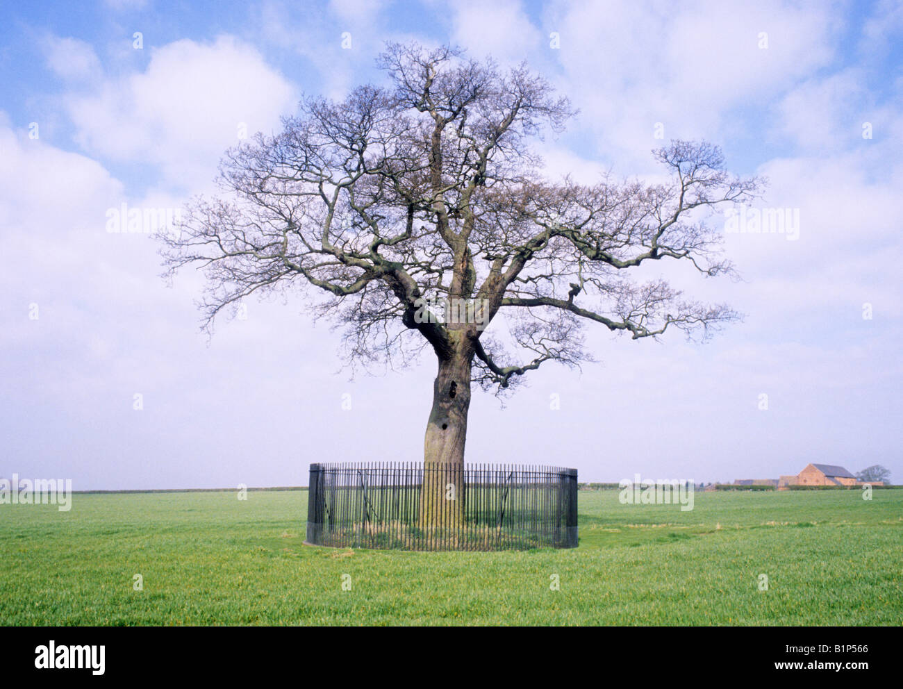 Boscobel Shropshire King Charles Oak Tree England UK Stock Photo - Alamy