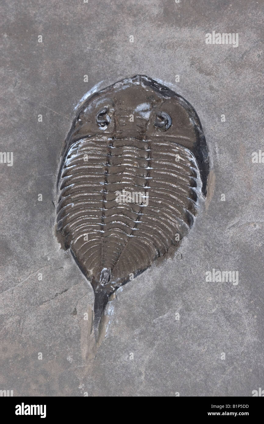 Trilobite, Ellipsocephalus hoffi, Cambrian Period, Czech Republic Stock ...
