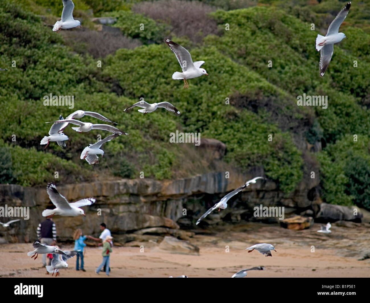 Gulls in flight Stock Photo - Alamy
