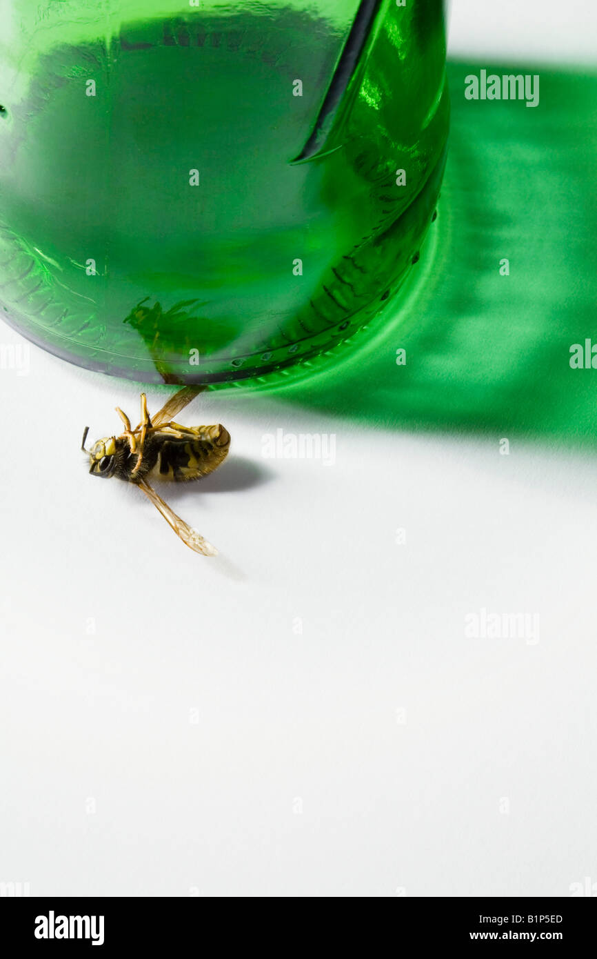 Wasp Killed by beer bottle Stock Photo - Alamy