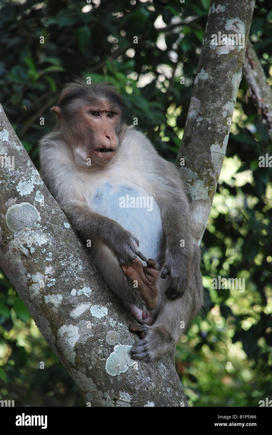 Bonnet monkey species Macaca Radiata in Periyar national park, India ...