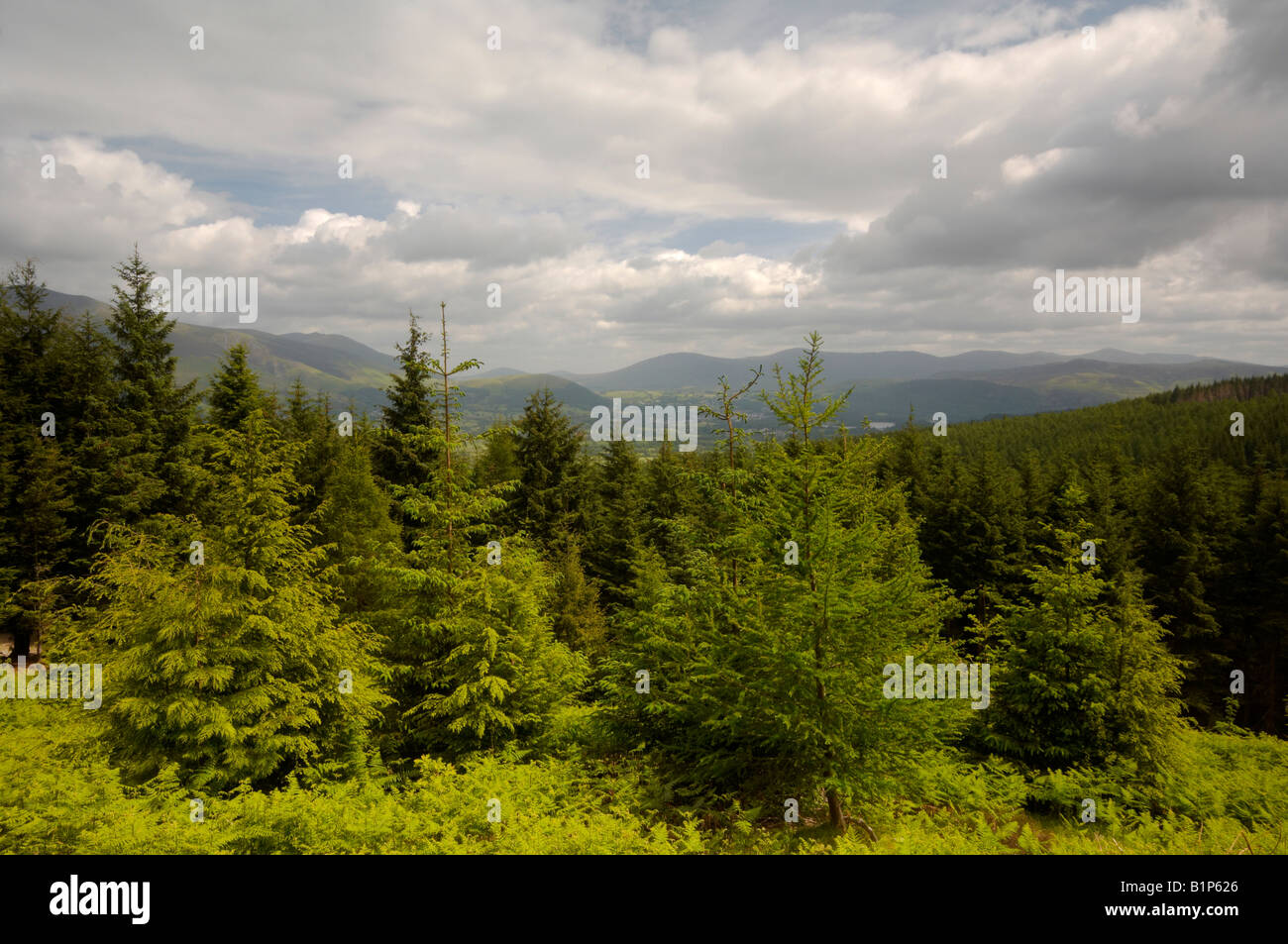 Keswick town and Derwentwater viewed across Whinlatter forest Lake ...