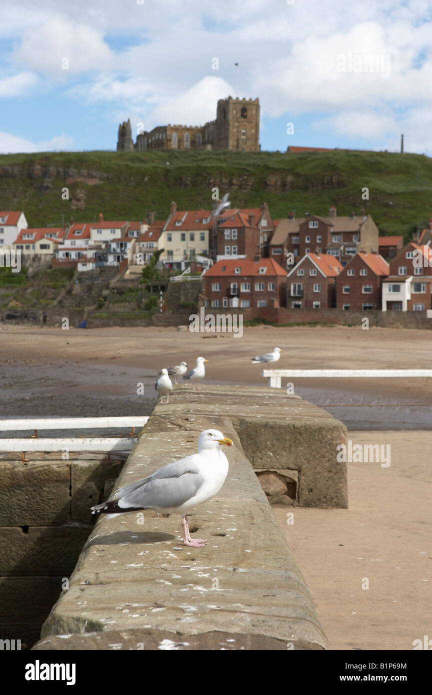 Whitby seagull hi-res stock photography and images - Alamy