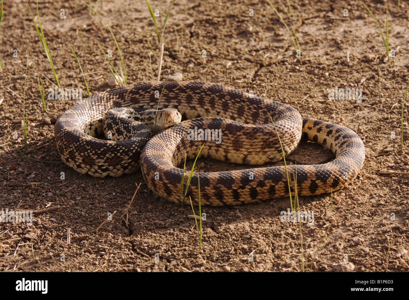 Bullsnake hi-res stock photography and images - Alamy