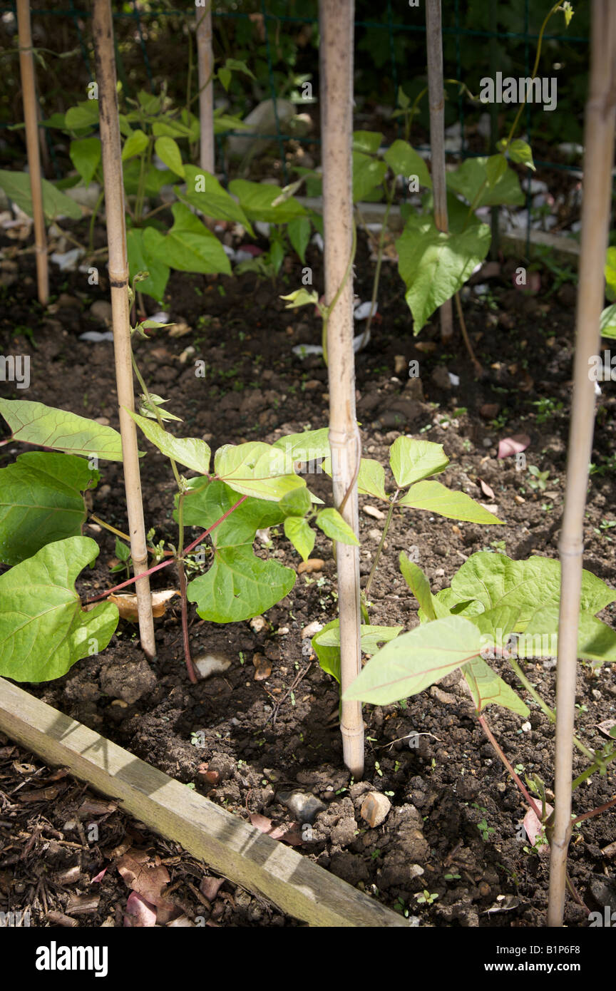 GREEN RUNNER BEANS GROWING IN AN VEGETABLE GARDEN IN SURREY IN JUNE ...