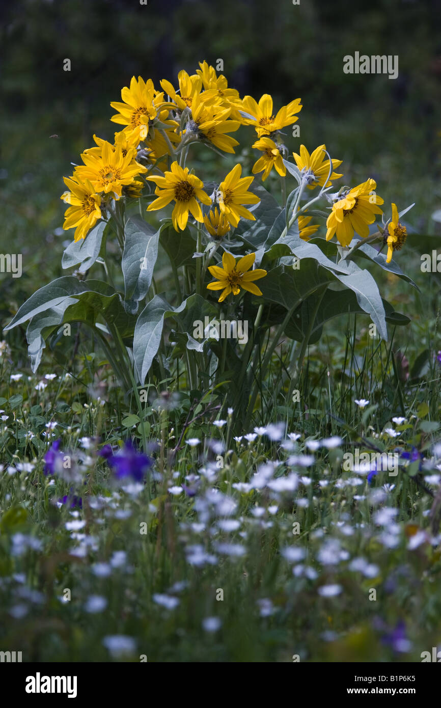Wild sunflowers (Helianthus annuus) in a field with a foreground of ...