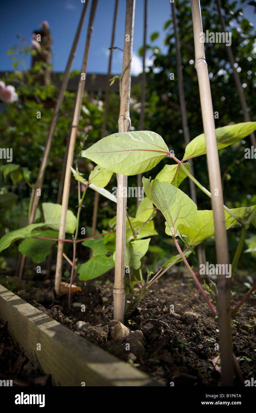 Runner Beans Canes High Resolution Stock Photography and Images - Alamy
