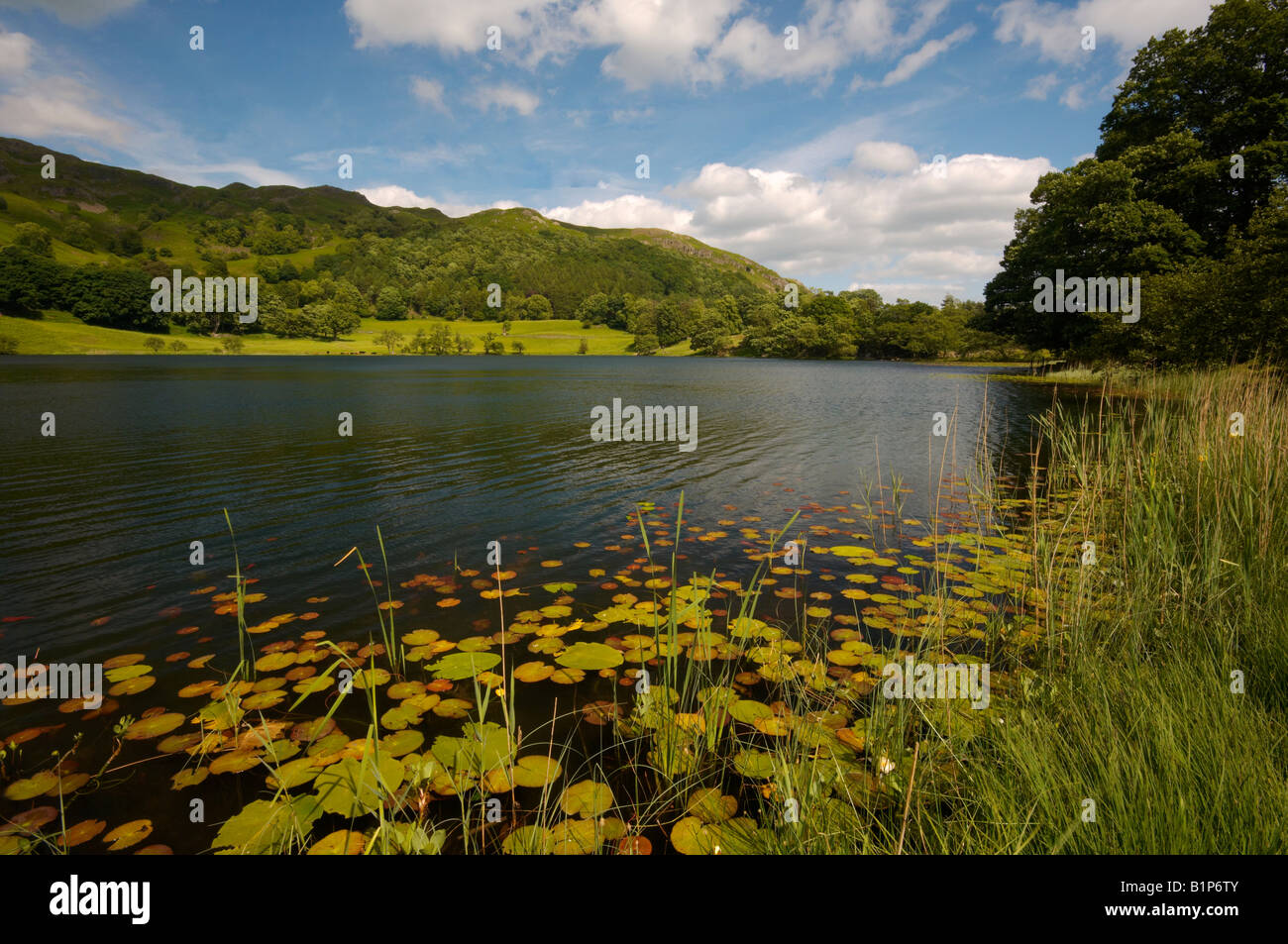 Summer at Loughrigg Tarn Lake District Cumbria UK Stock Photo - Alamy
