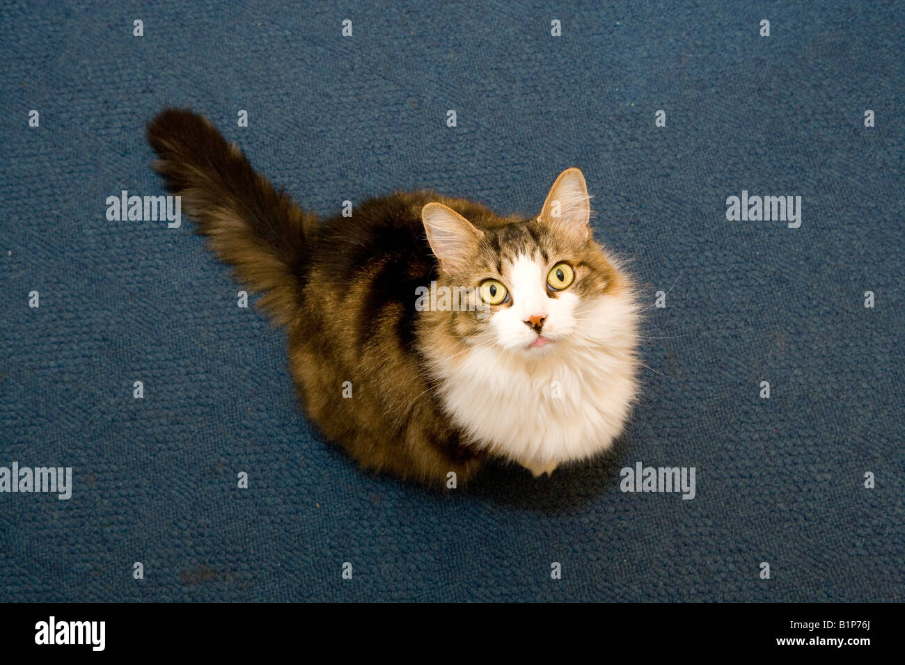 cat looking up to the camera Stock Photo - Alamy