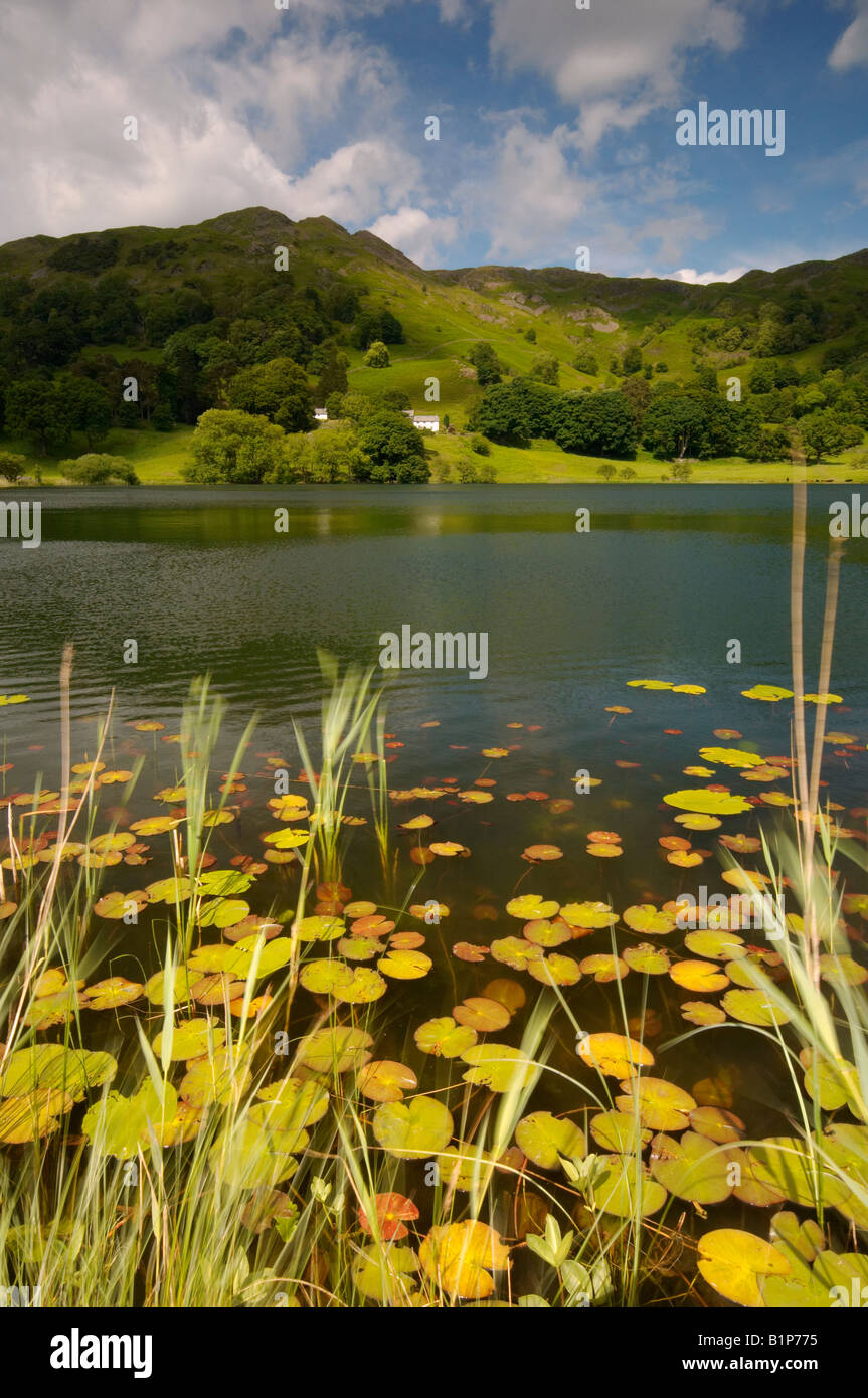 Summer at Loughrigg Tarn Lake District Cumbria UK Stock Photo - Alamy