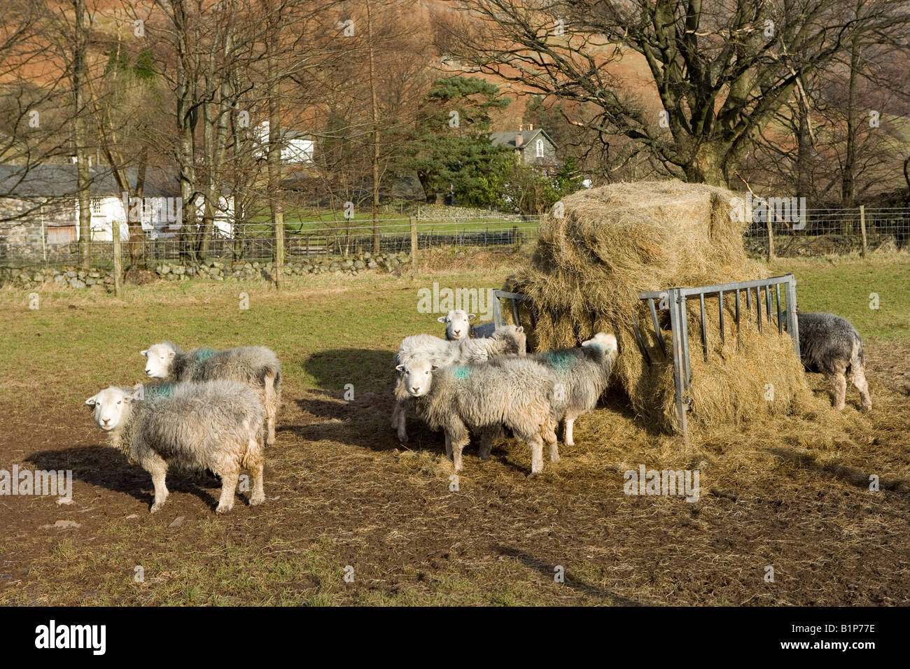 Langdale sheep hi-res stock photography and images - Alamy