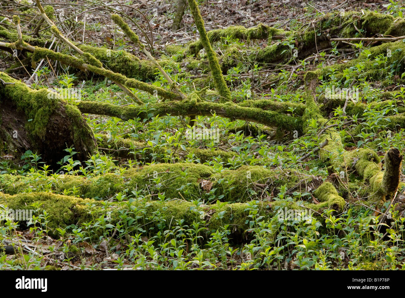 Moss woodland floor uk winter hi-res stock photography and images - Alamy