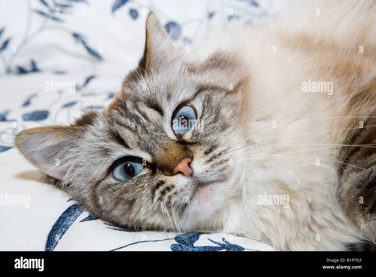 blue eye cat Stock Photo - Alamy