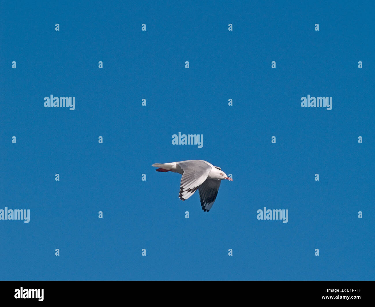 Silver gull flying hi-res stock photography and images - Alamy