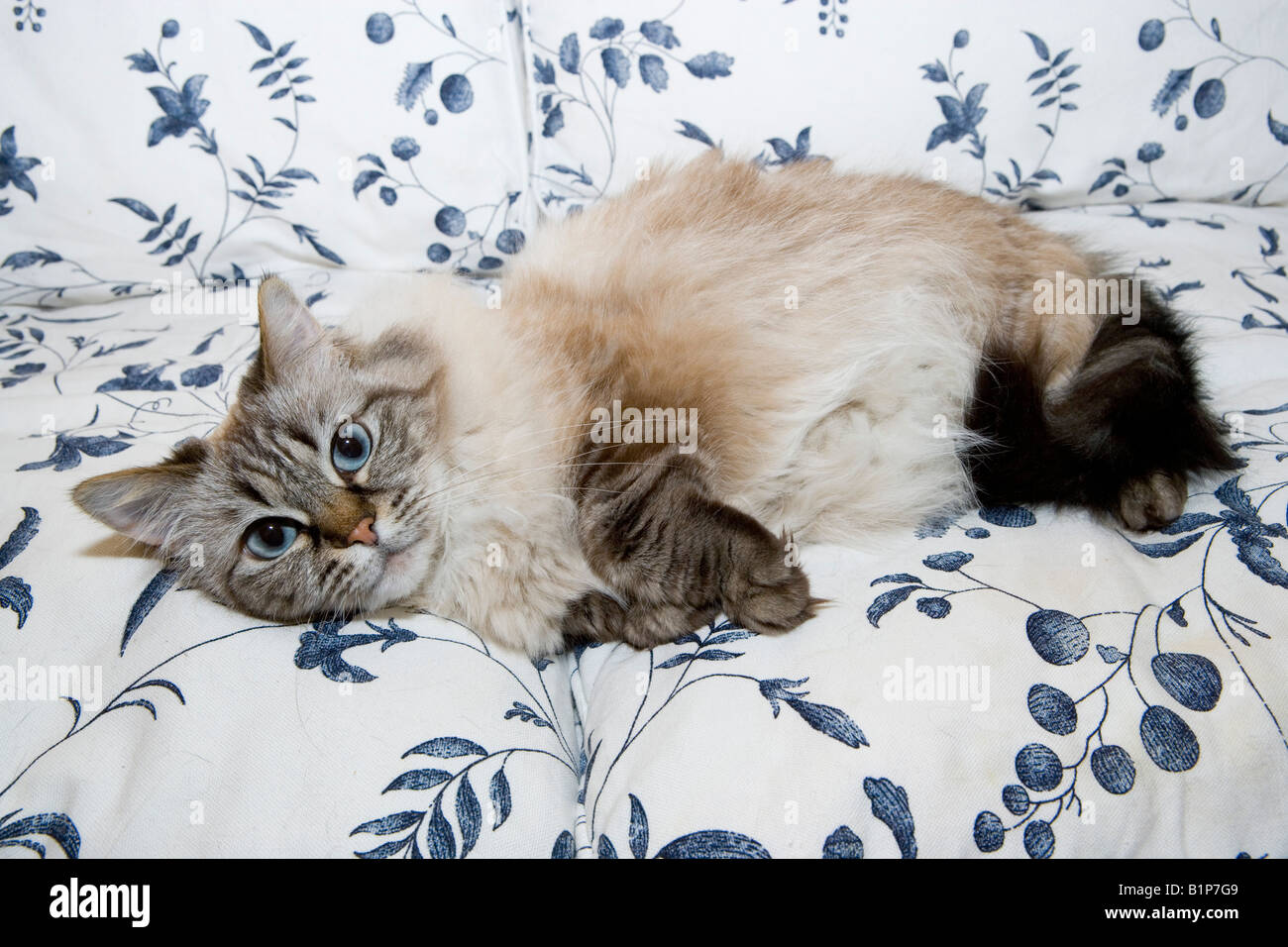 Long haired cat hi-res stock photography and images - Alamy