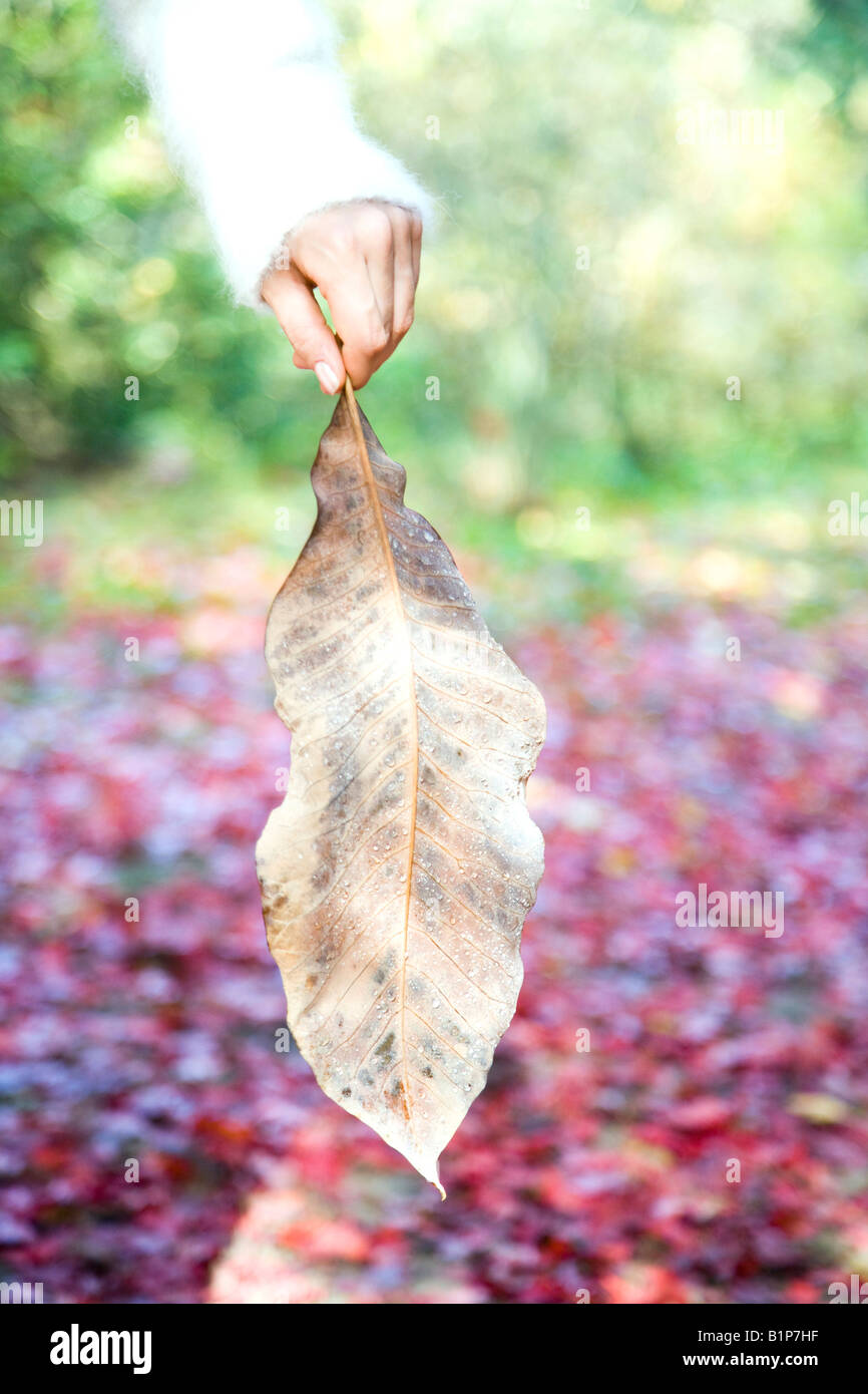 Hand autumn hi-res stock photography and images - Alamy