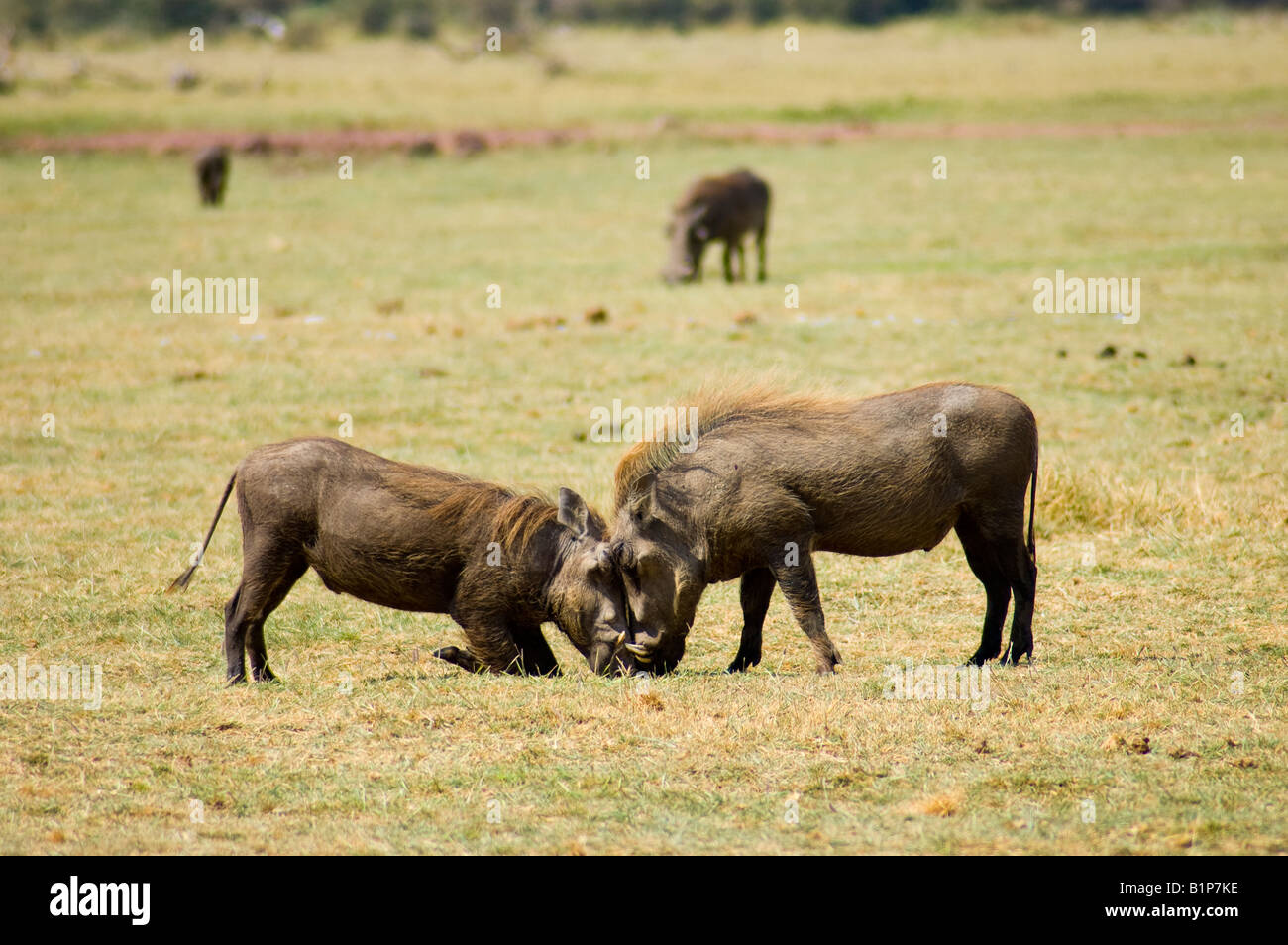 Warthogs at play Stock Photo - Alamy