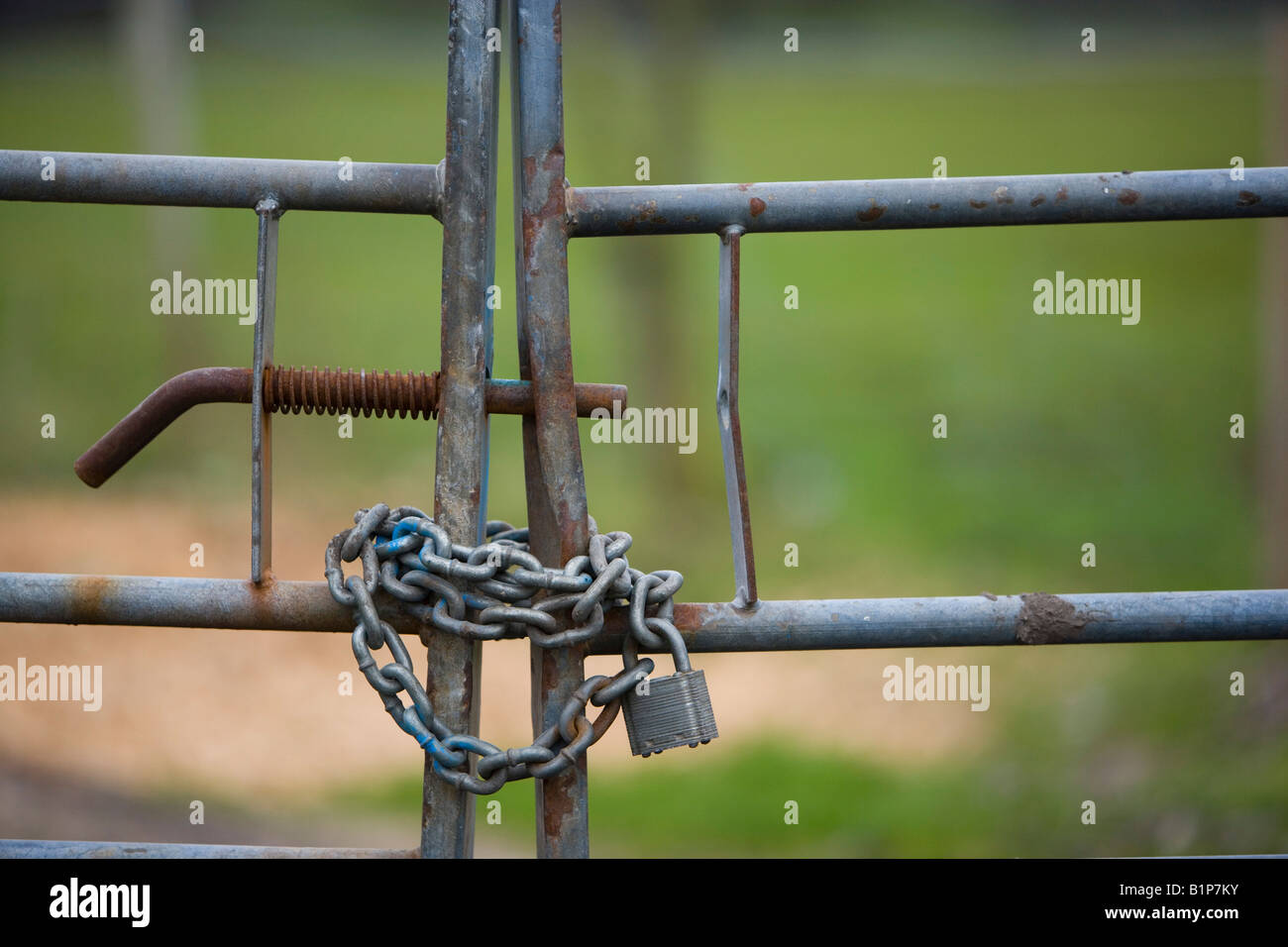 Metal farm gate with chain and padlock Stock Photo - Alamy