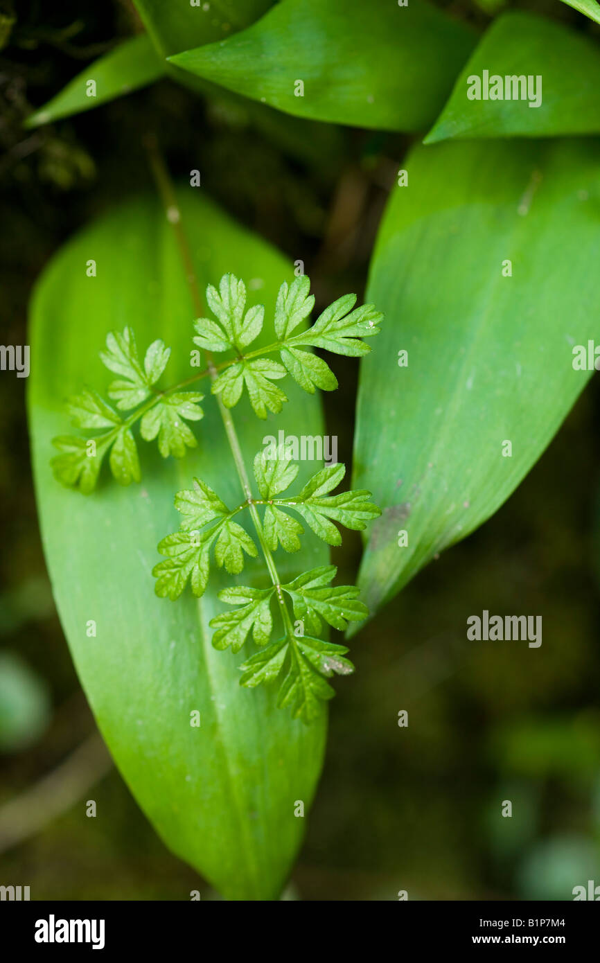 Leaves of spring flora in a woodland Stock Photo - Alamy