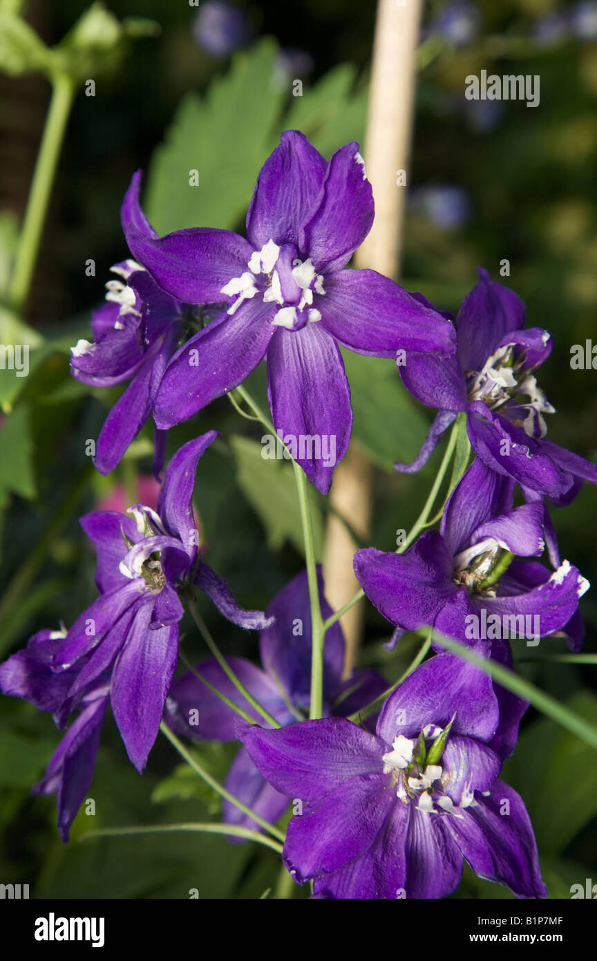DELPHINIUM CAMELIARD LARKSPUR PACIFIC HYBRID PERENNIAL MAUVE VIOLET ...