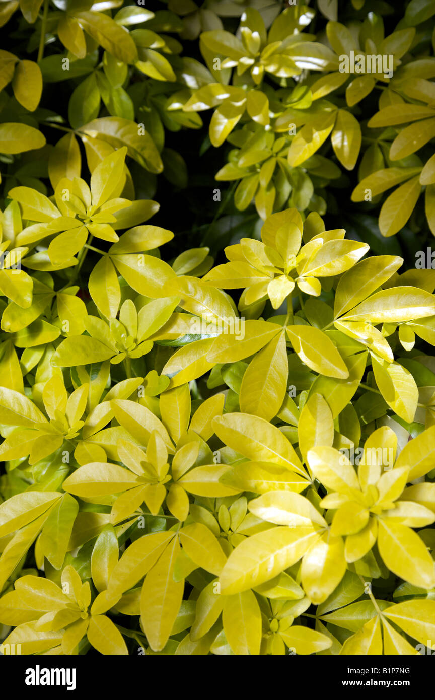 Choisya sundance hi-res stock photography and images - Alamy