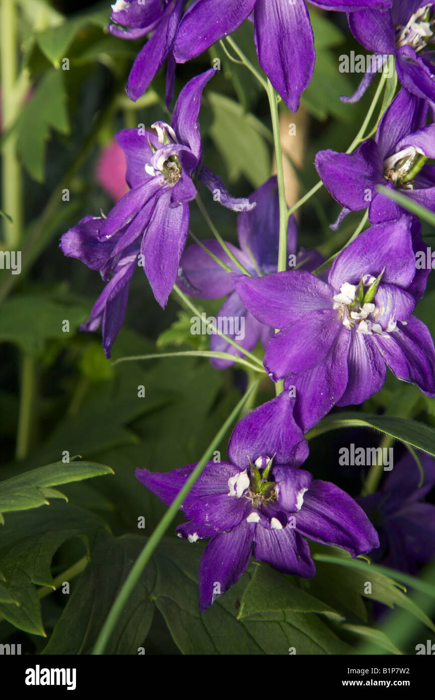 DELPHINIUM CAMELIARD LARKSPUR PACIFIC HYBRID PERENNIAL MAUVE VIOLET ...