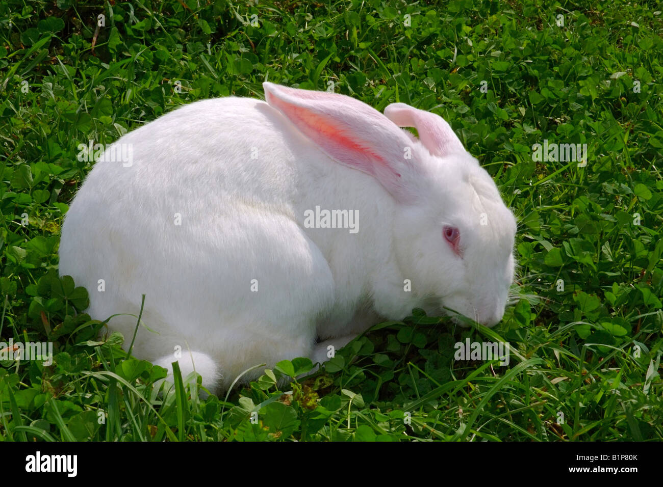 French breed FRANCE RABBIT French breed. FRANCE Stock Photo - Alamy