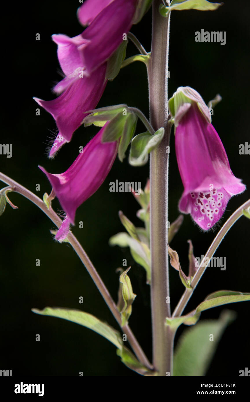 CLOSE-UP OF FOXGLOVES DIGITALIS PURPUREA FLOWERS GROWING IN A SUNNY ...