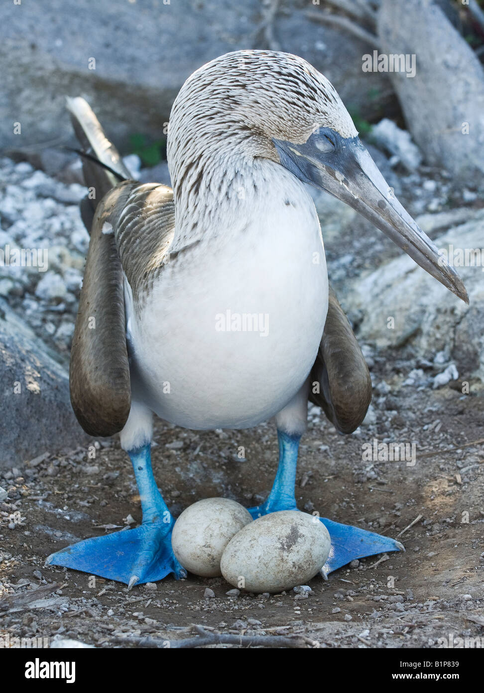 Blue footed boobie hi-res stock photography and images - Alamy