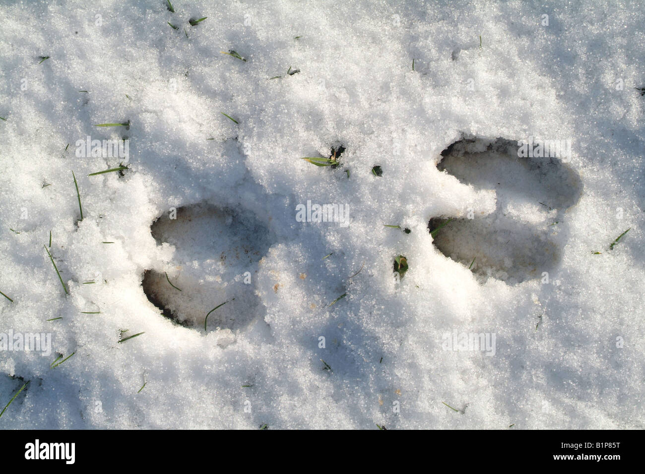 Deer and snow and france hi-res stock photography and images - Alamy