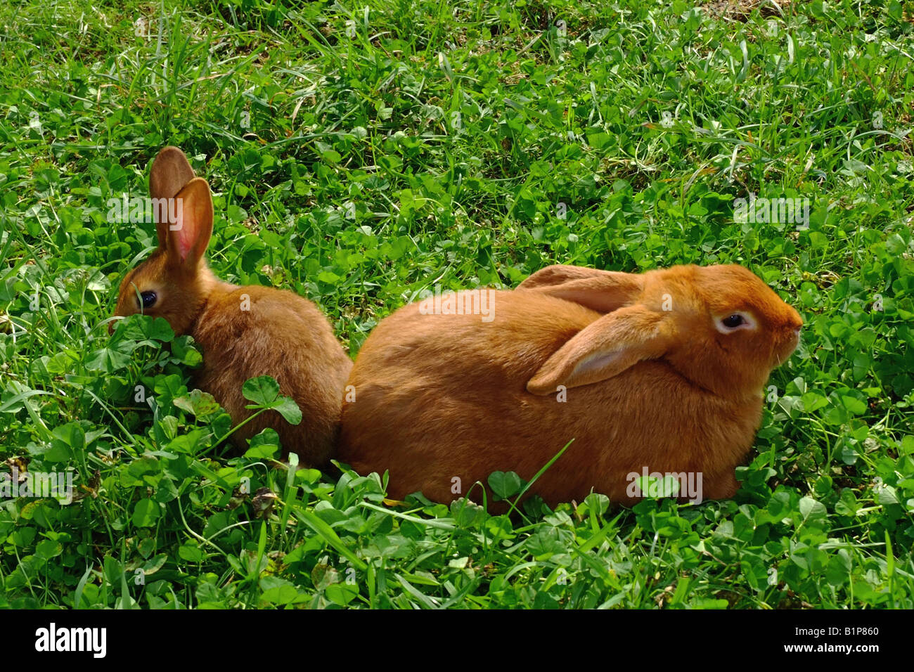 French breed france rabbit french breed france hi-res stock photography ...