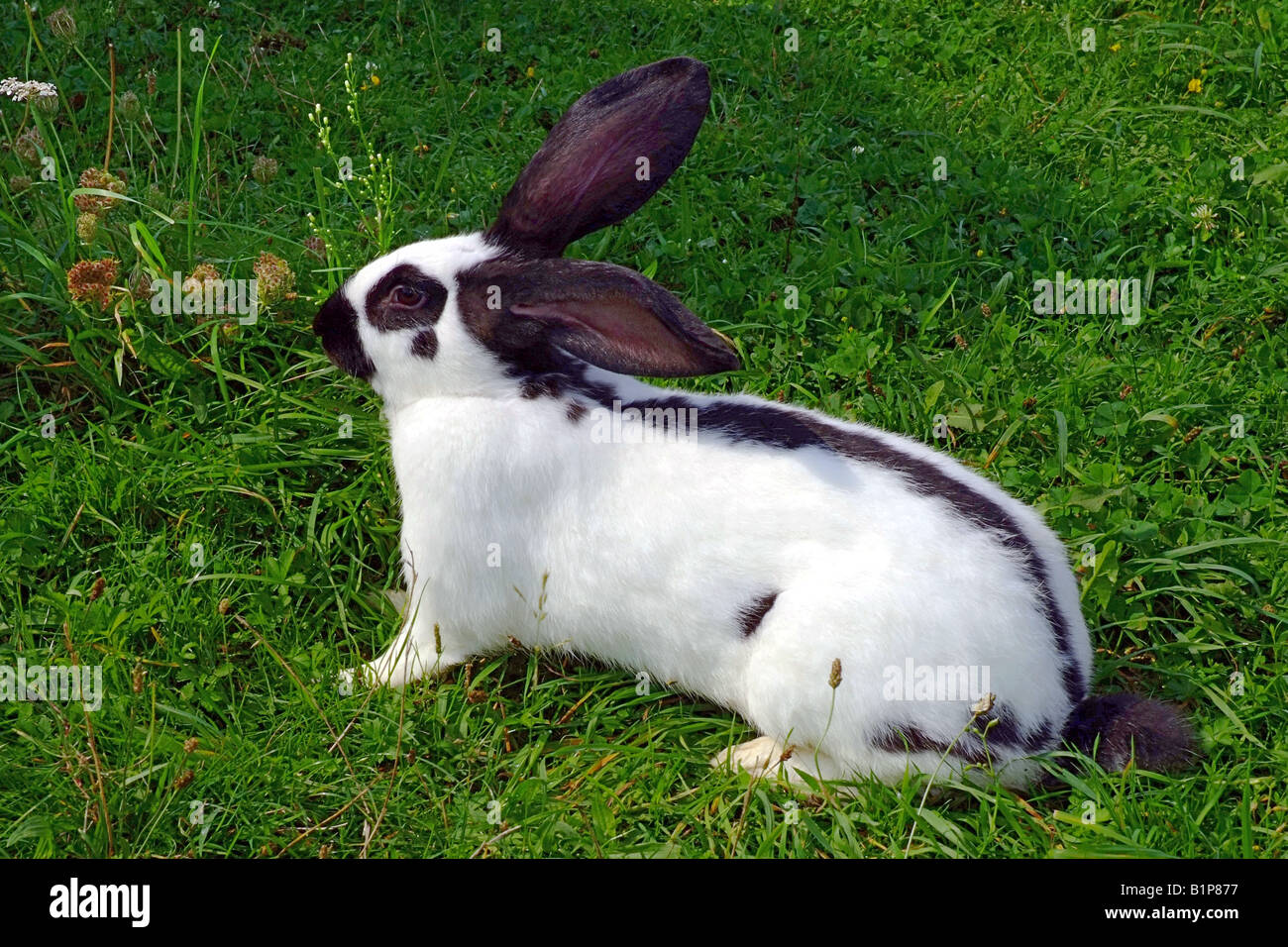 French breed FRANCE RABBIT White Bouscat French breed. FRANCE Stock ...