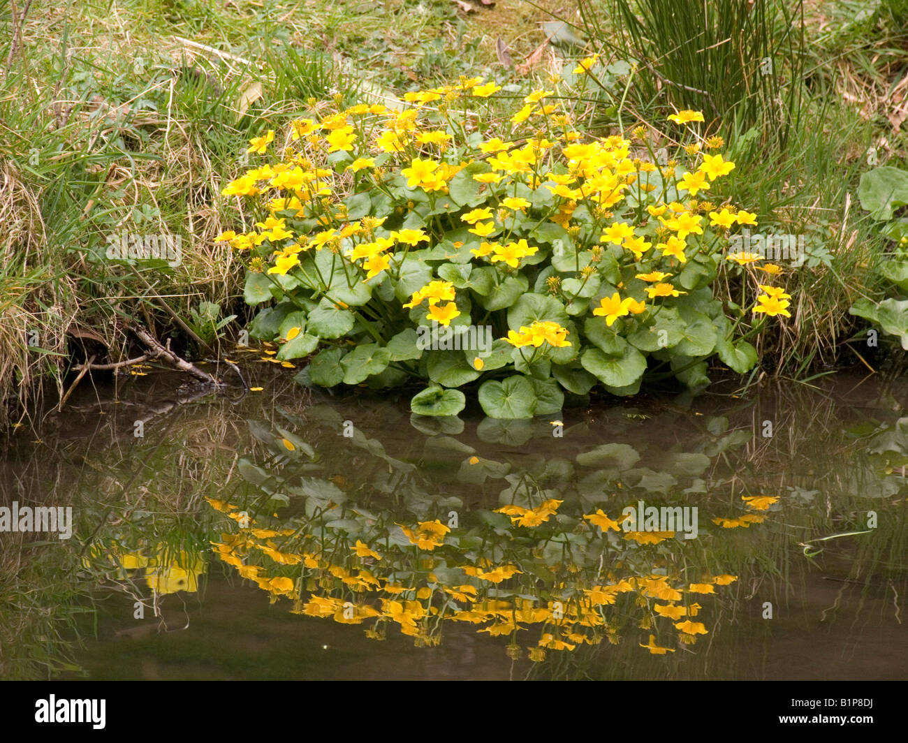 Marsh Marigolds growing by a small river Stock Photo - Alamy