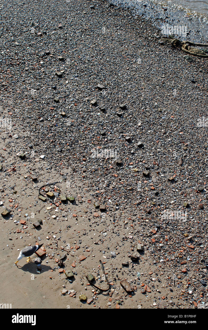 Thames riverbed with seagull Stock Photo - Alamy