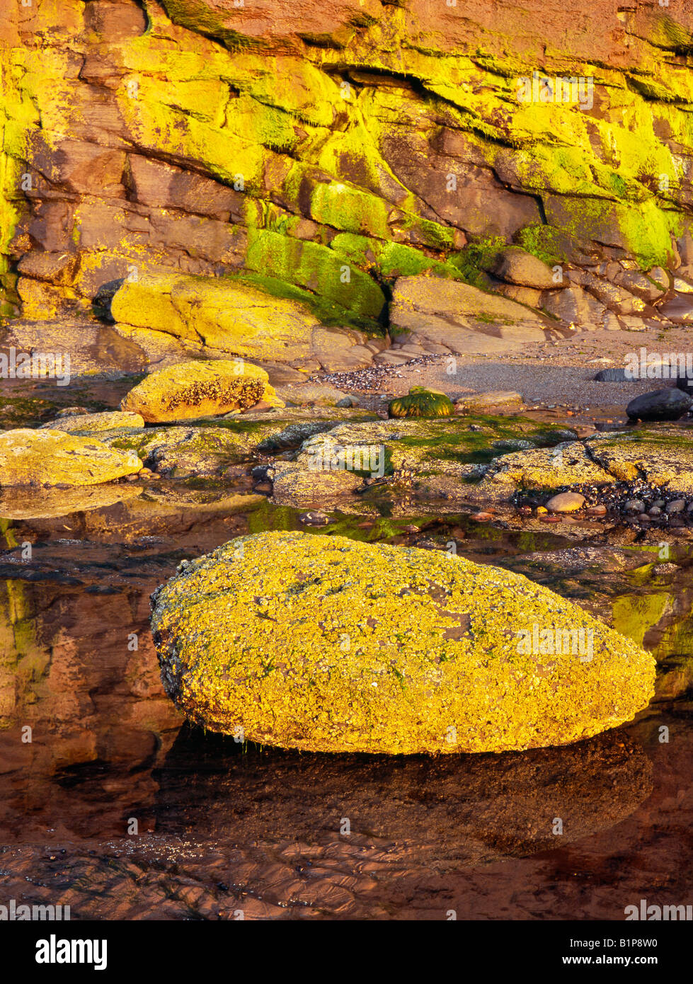 Barnacles in rockpool hi-res stock photography and images - Alamy