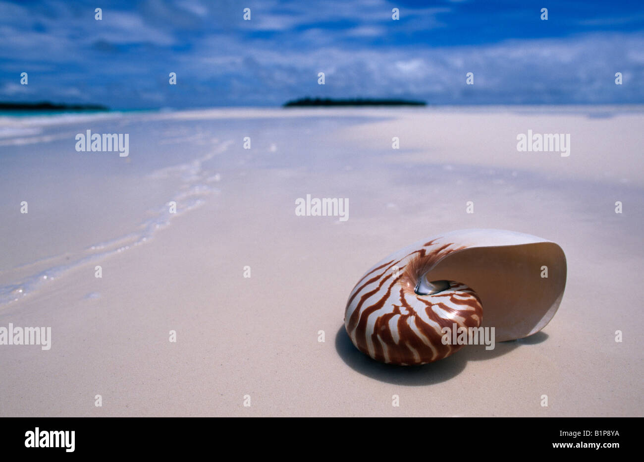 Nautilus shell on a beach in the Maldives Stock Photo - Alamy