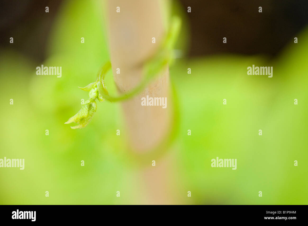 beans growing on a vegetable plot in a garden Ambleside UK Stock Photo ...