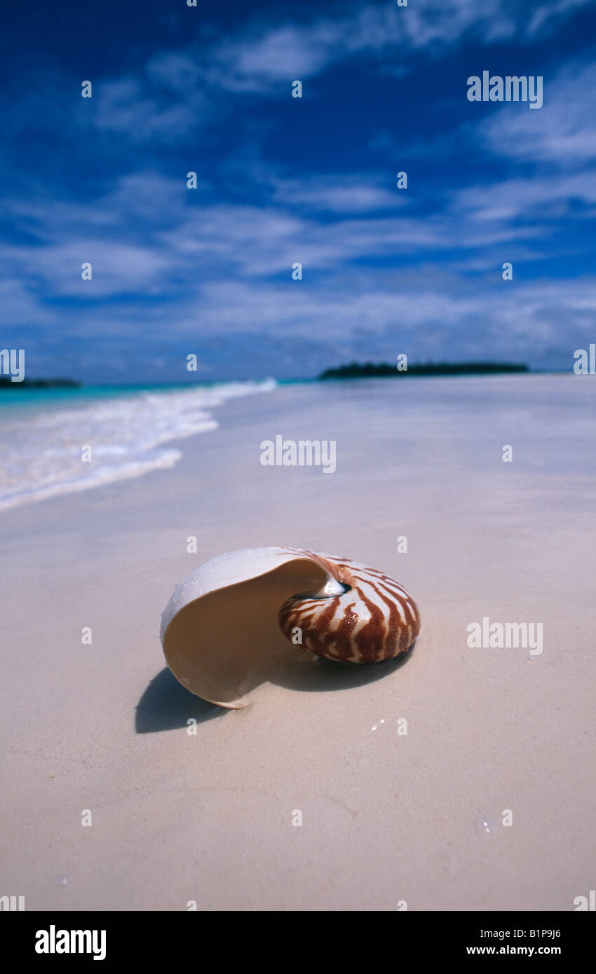 Nautilus shell on a beach in the Maldives Stock Photo - Alamy