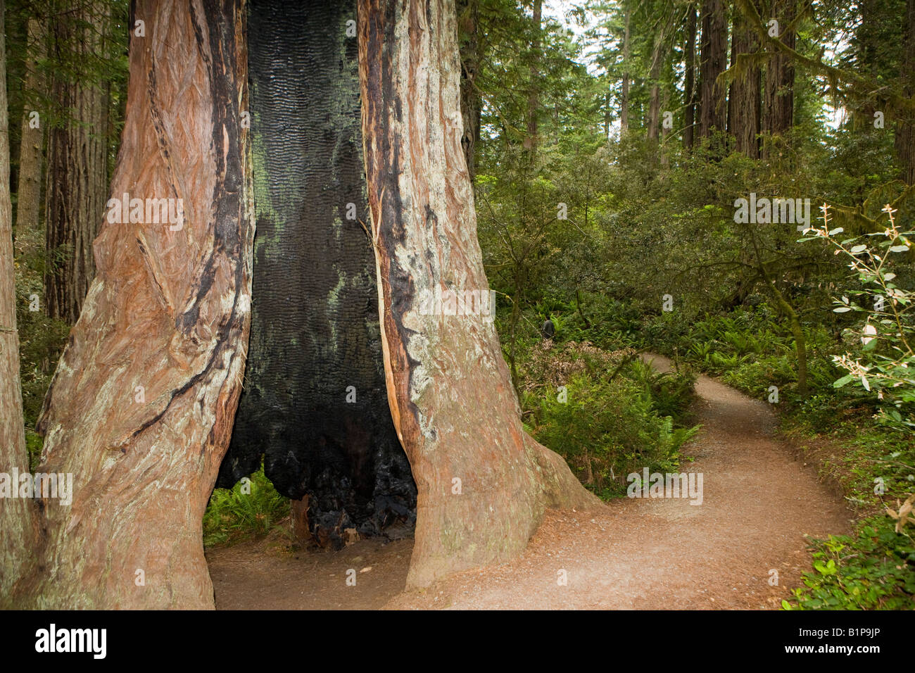 A redwood tree is hollowed out at its base along a hiking trail ...