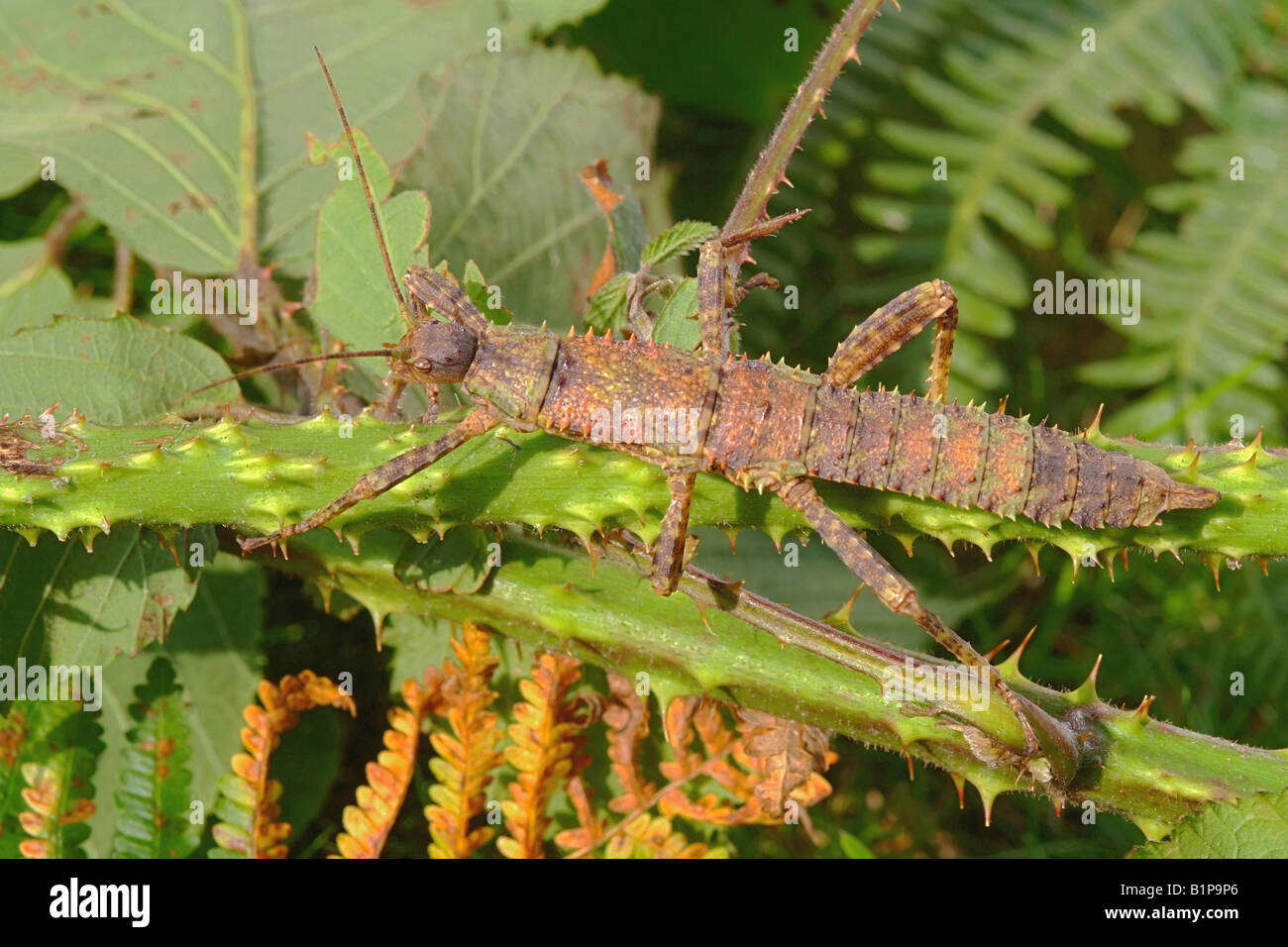 New guinea spiny stick insect hi-res stock photography and images - Alamy