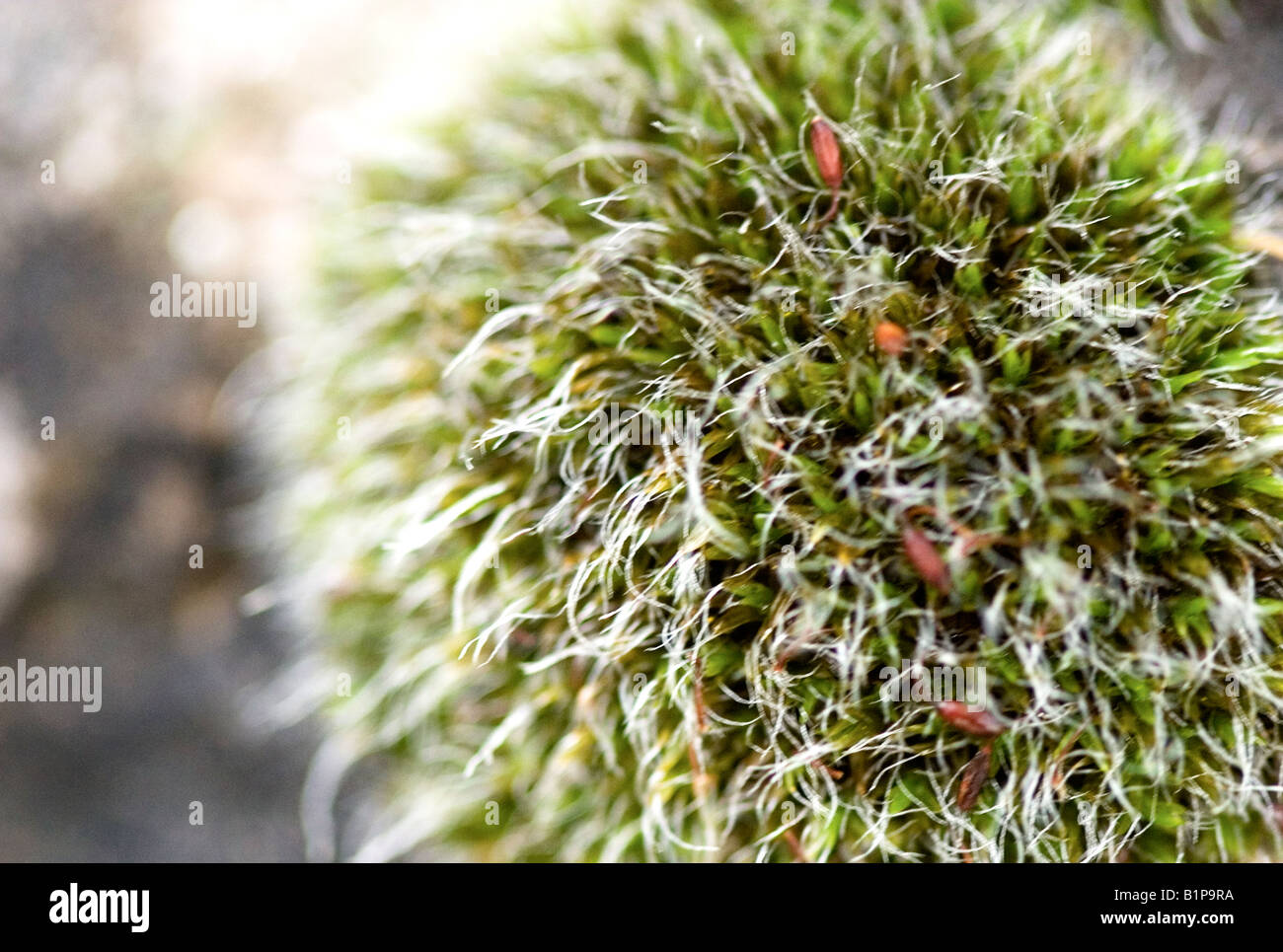 moss on a stone Stock Photo - Alamy